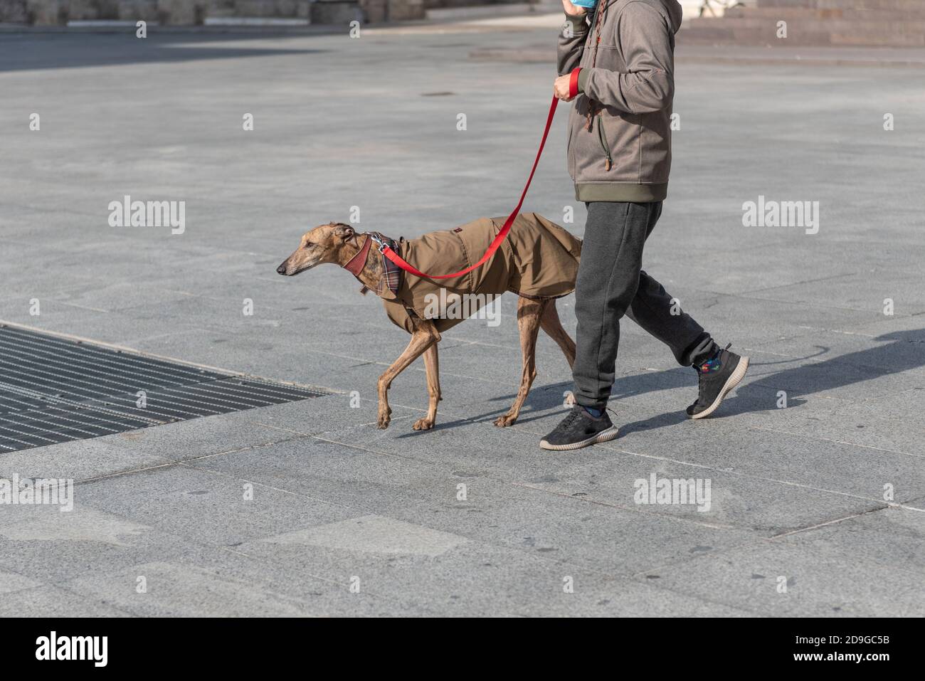 Purebred greyhound hi-res stock photography and images - Alamy