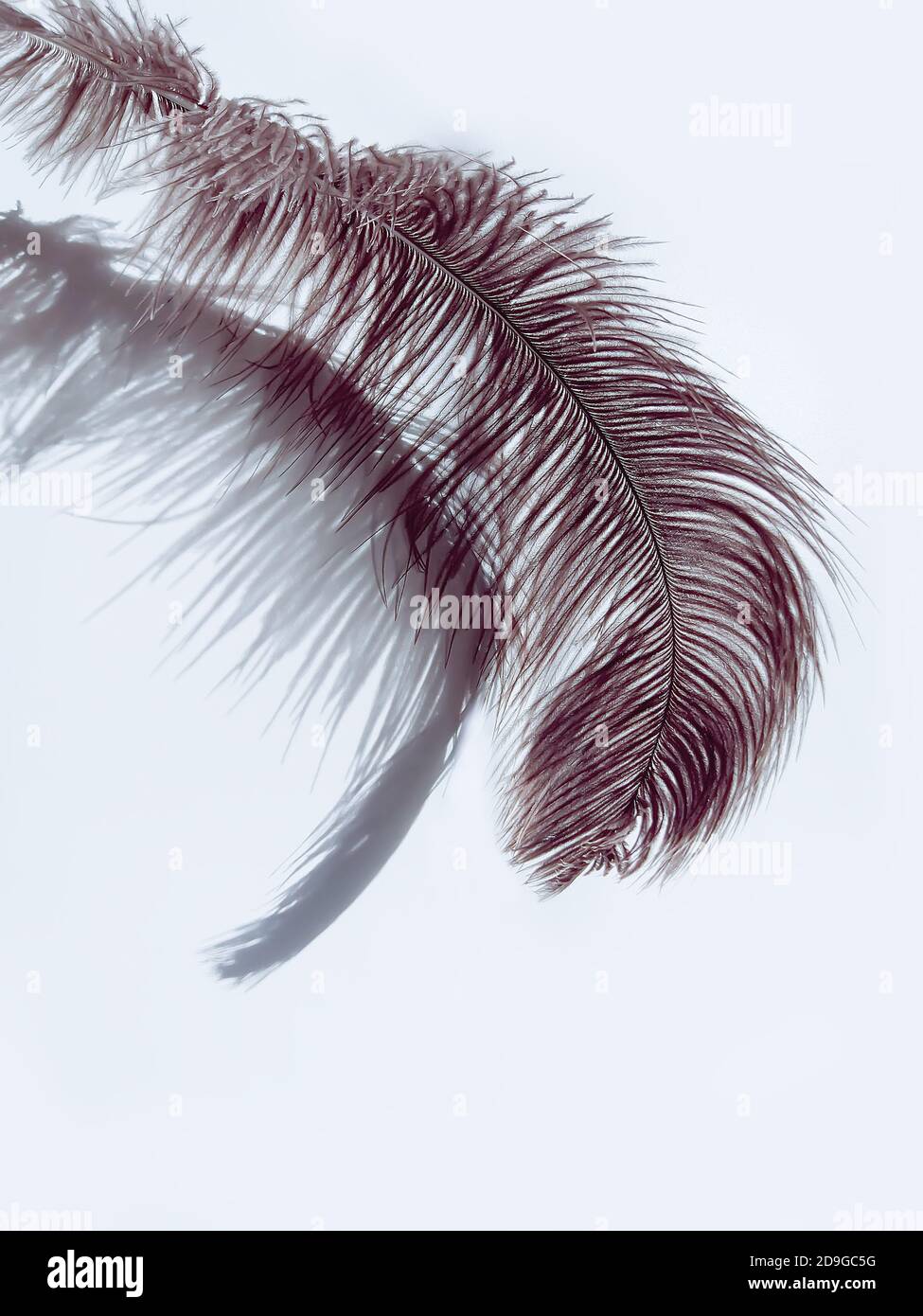 Ostrich feather and shadows on light background Stock Photo - Alamy