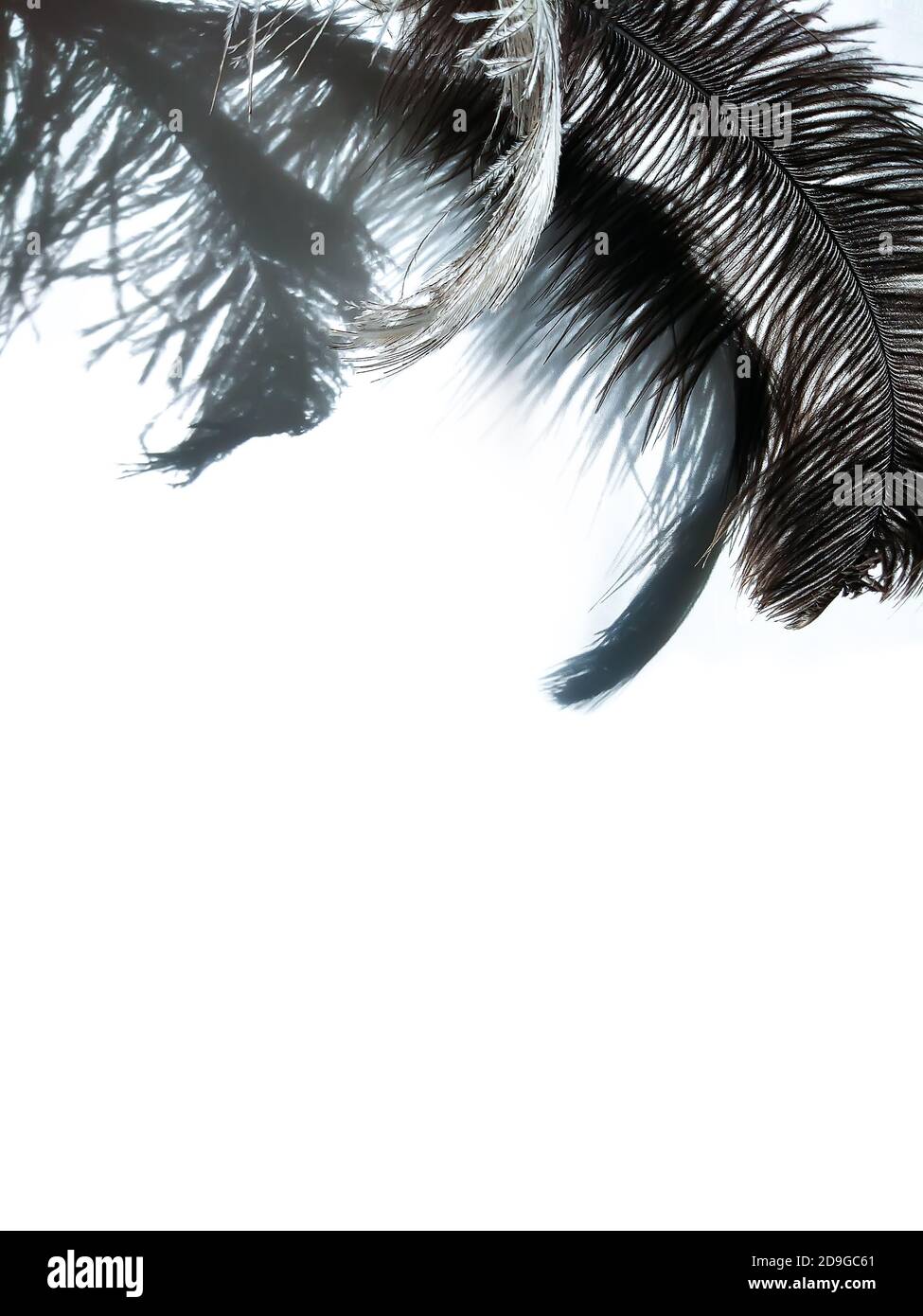 Ostrich feather and shadows on light background Stock Photo - Alamy