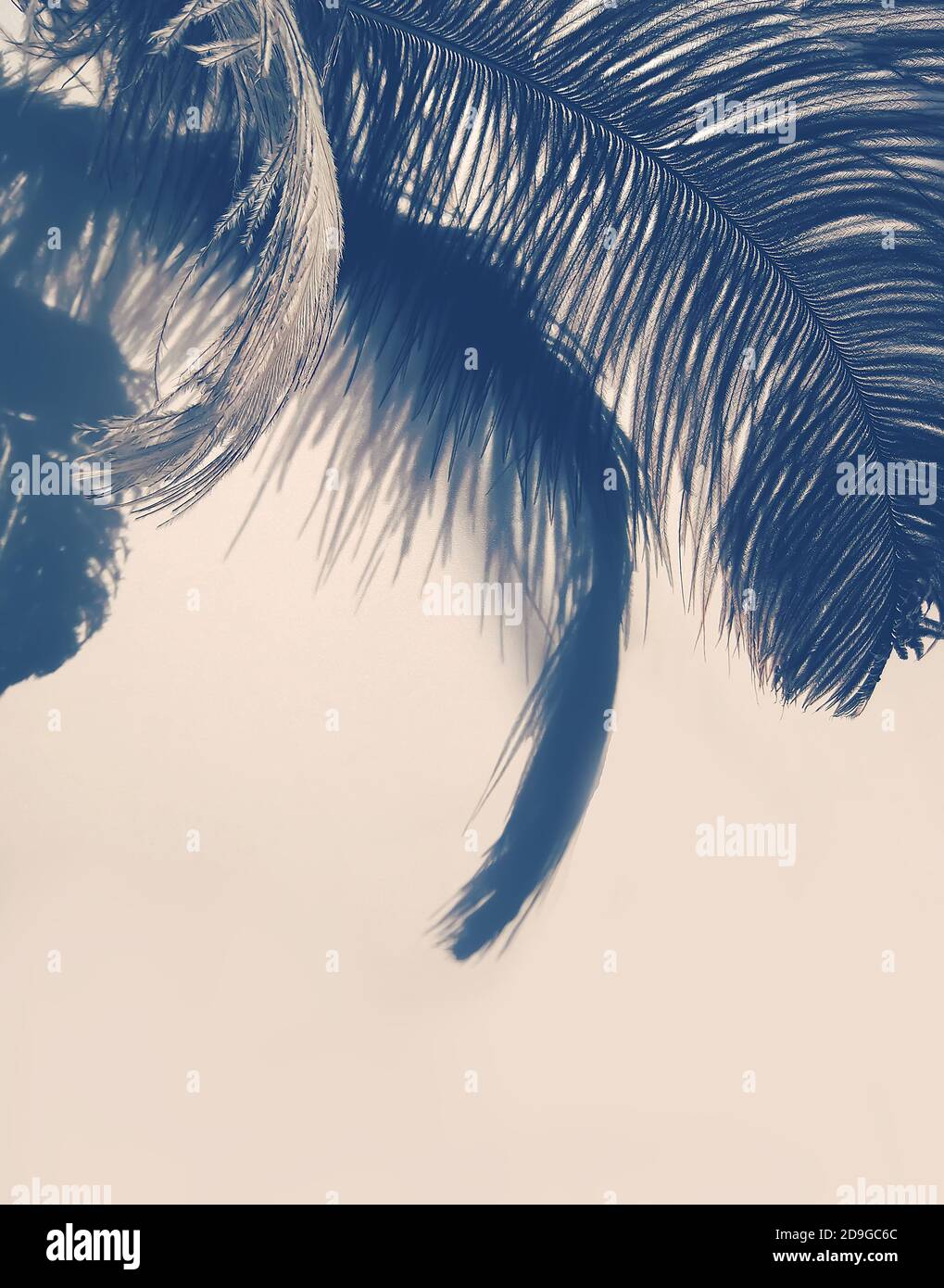 Ostrich feather and shadows on light background Stock Photo - Alamy