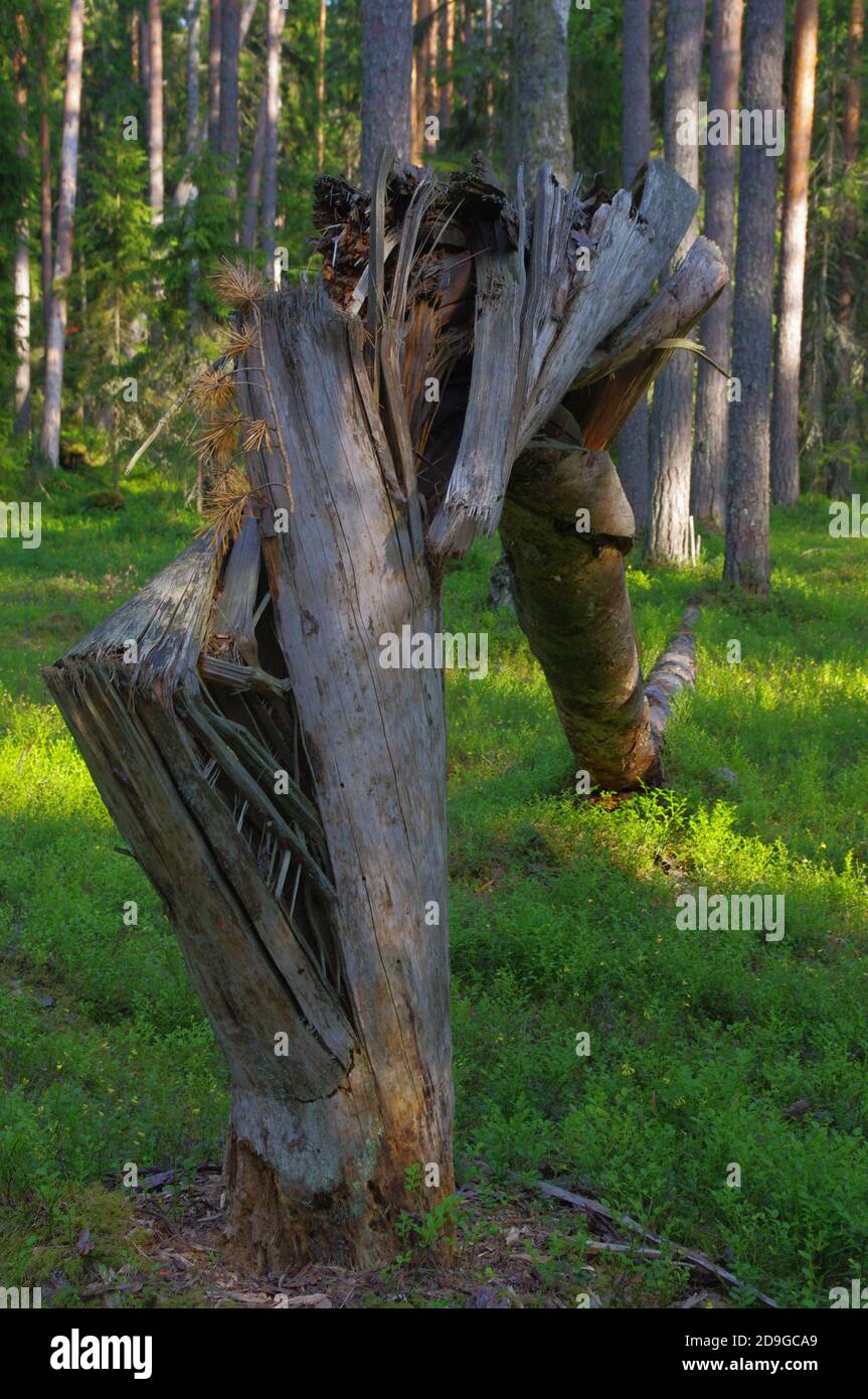 A single tree broken down in spiral Stock Photo - Alamy