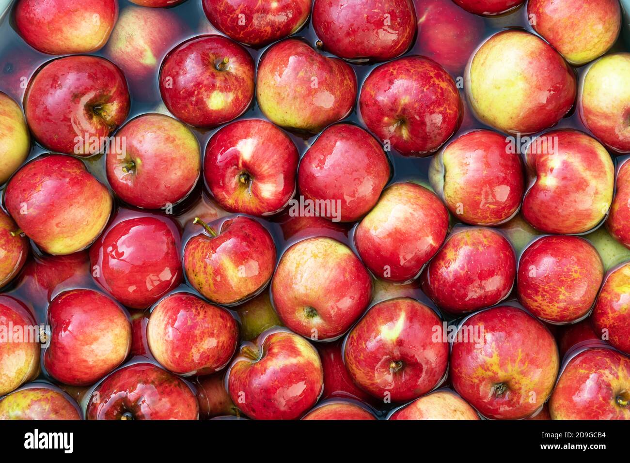Red apples from own garden in water close up. Nature organic eco food ...