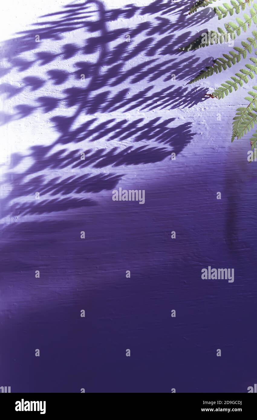 Green fern plant leaf and shadows on rough light surface Stock Photo ...