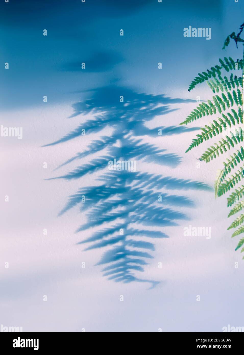Green fern plant leaf and shadows on rough light surface Stock Photo ...