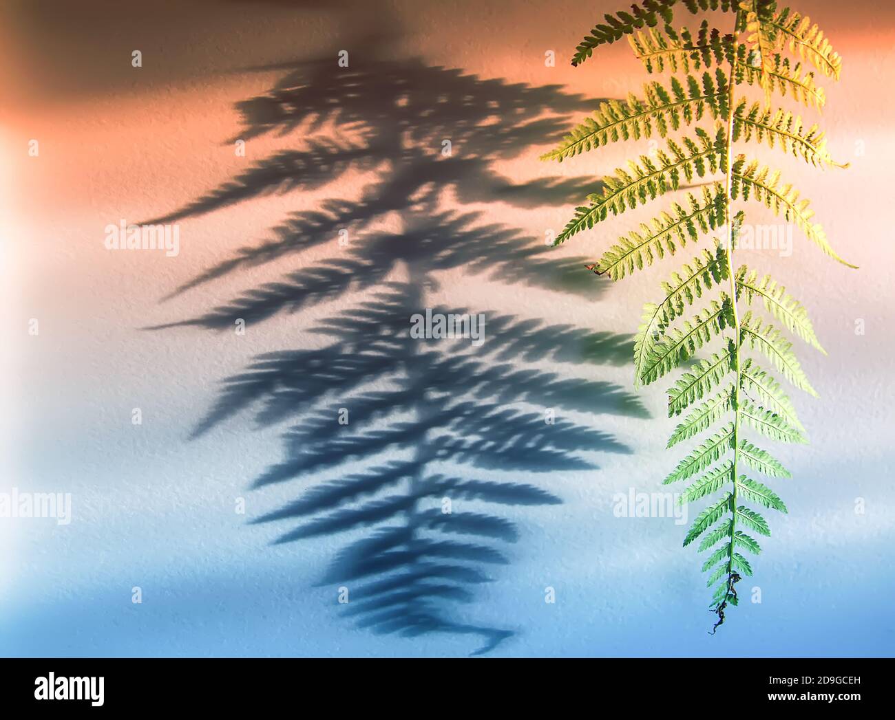 Green fern plant leaf and shadows on rough light surface Stock Photo ...