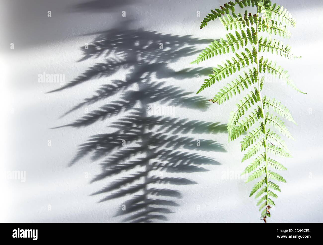 Green fern plant leaf and shadows on rough light surface Stock Photo ...