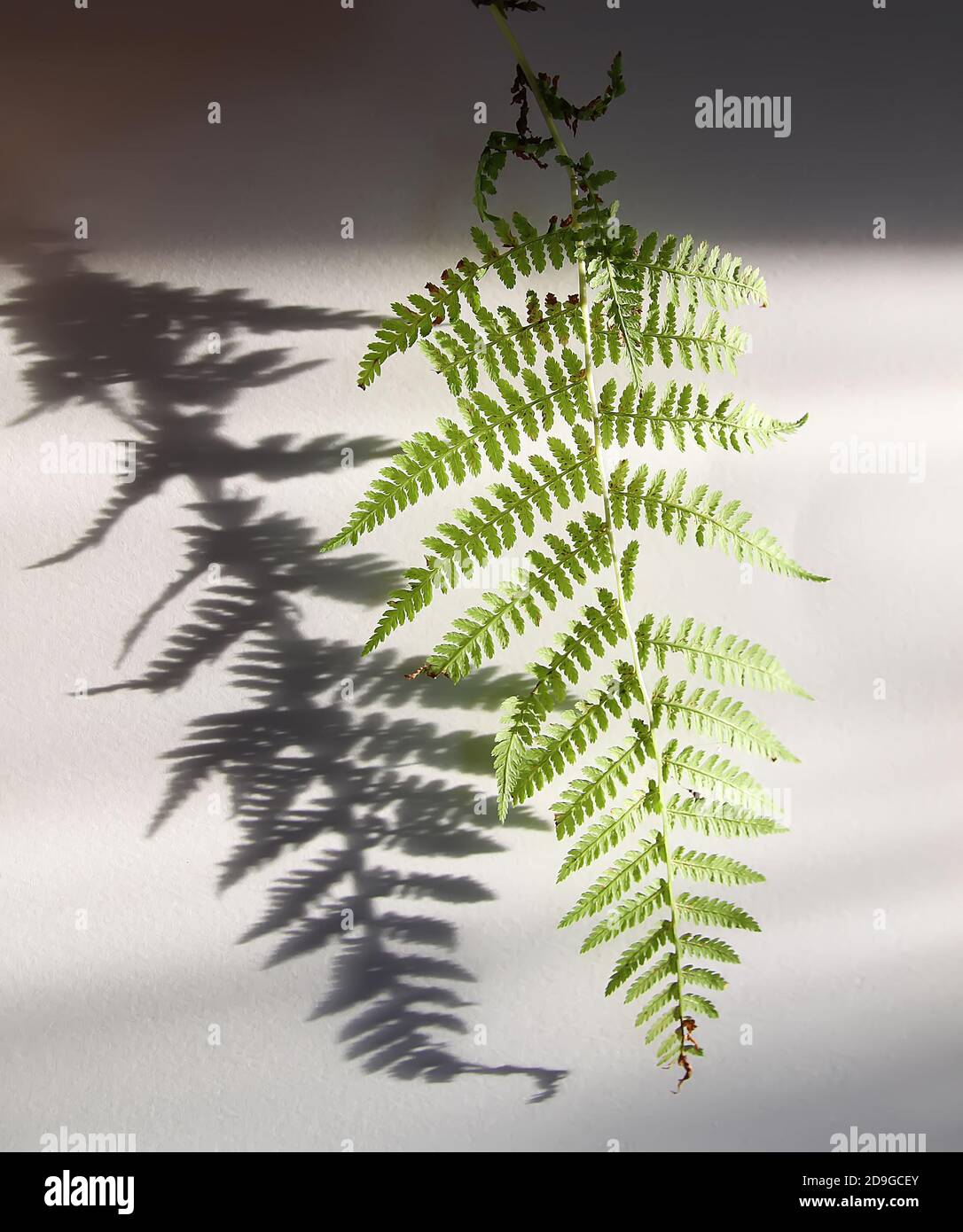 Green fern plant leaf and shadows on rough light surface Stock Photo ...