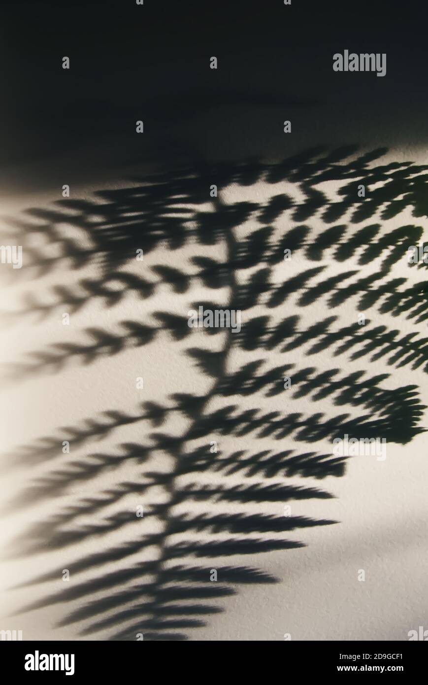 Green fern plant leaf and shadows on rough light surface Stock Photo ...
