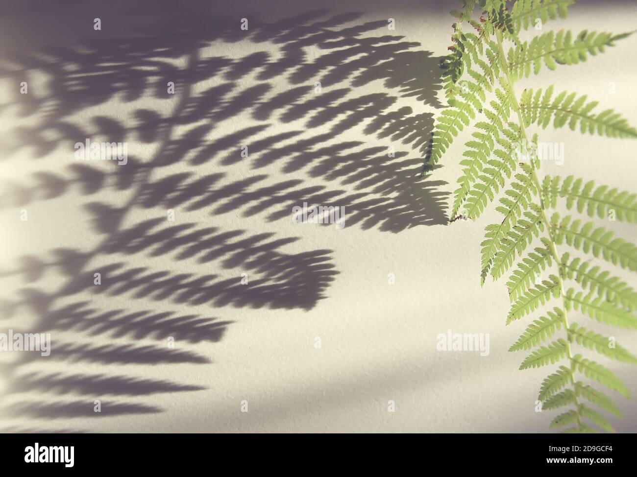 Green fern plant leaf and shadows on rough light surface Stock Photo ...
