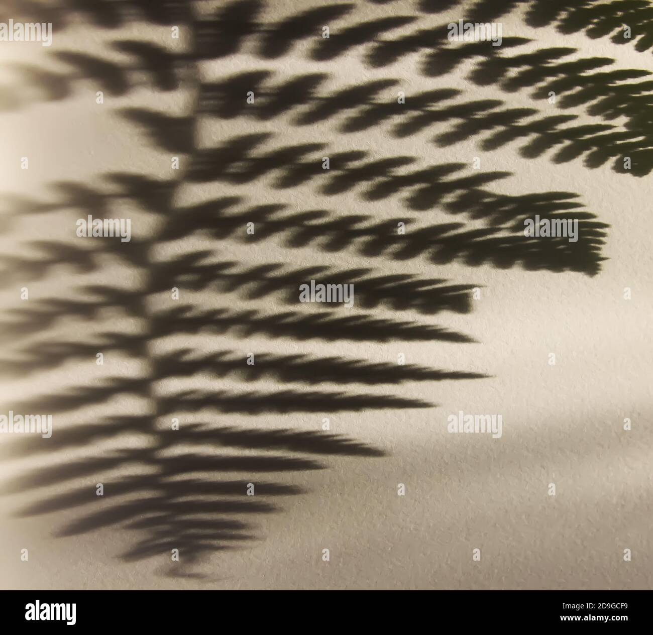Green fern plant leaf and shadows on rough light surface Stock Photo ...