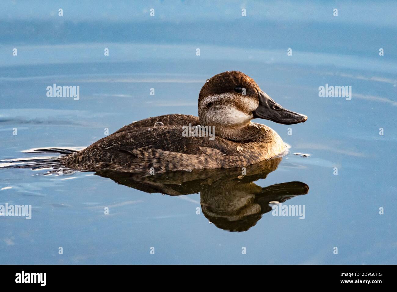 Ruddy Duck Female
