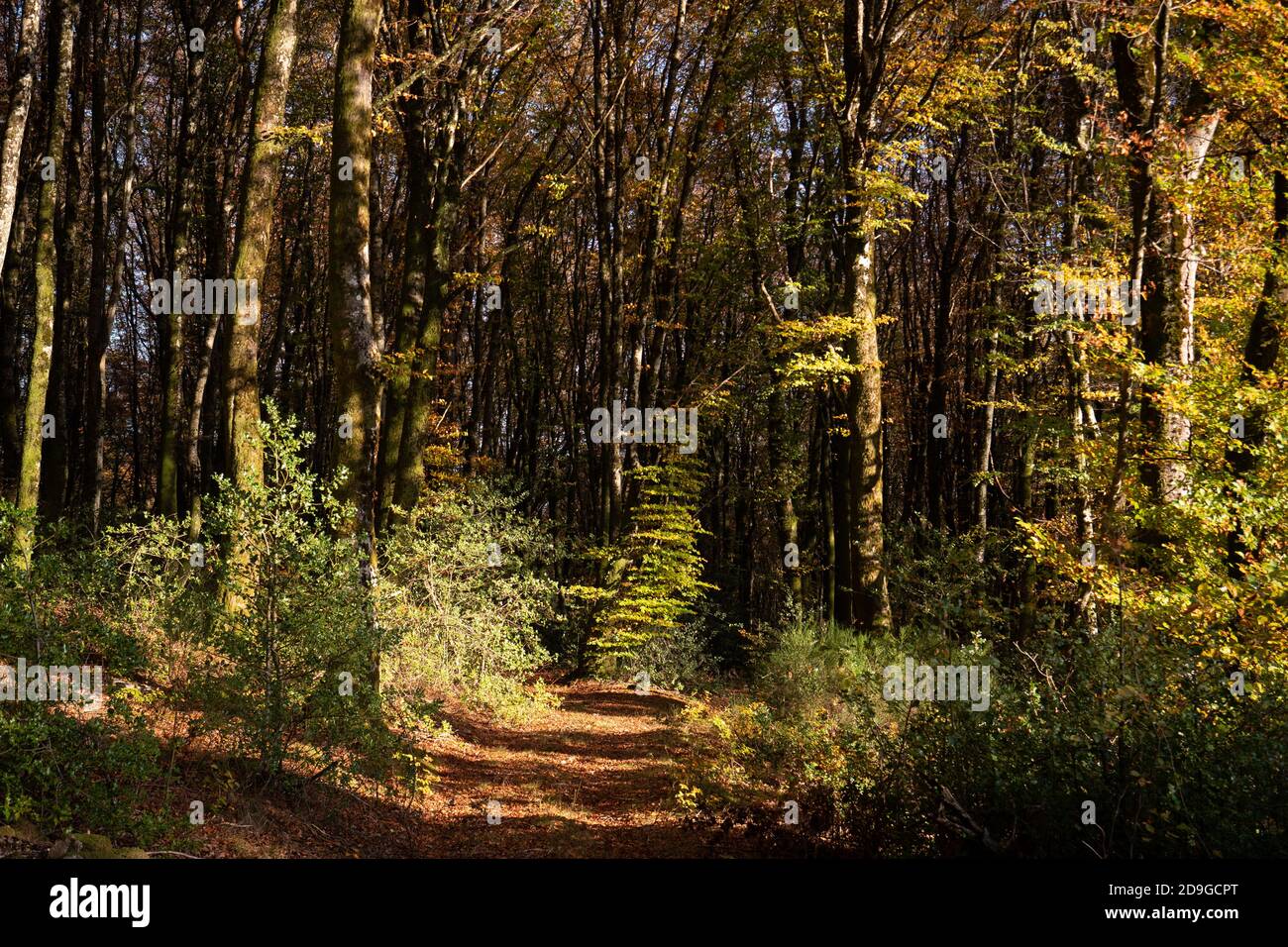 Automne bourgogne hi-res stock photography and images - Alamy