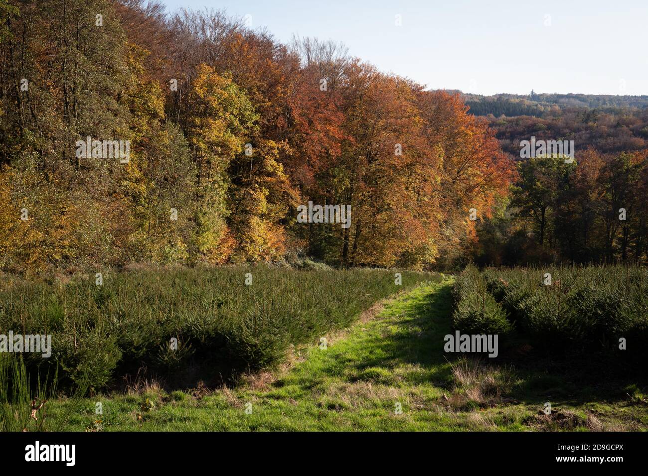 Christmas tree field in the French countryside Stock Photo - Alamy