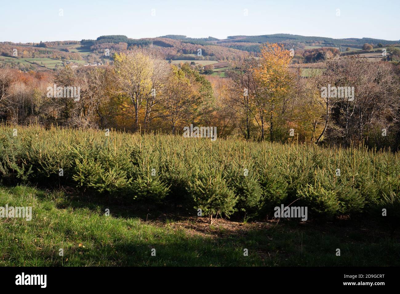 Christmas tree field in the French countryside Stock Photo - Alamy