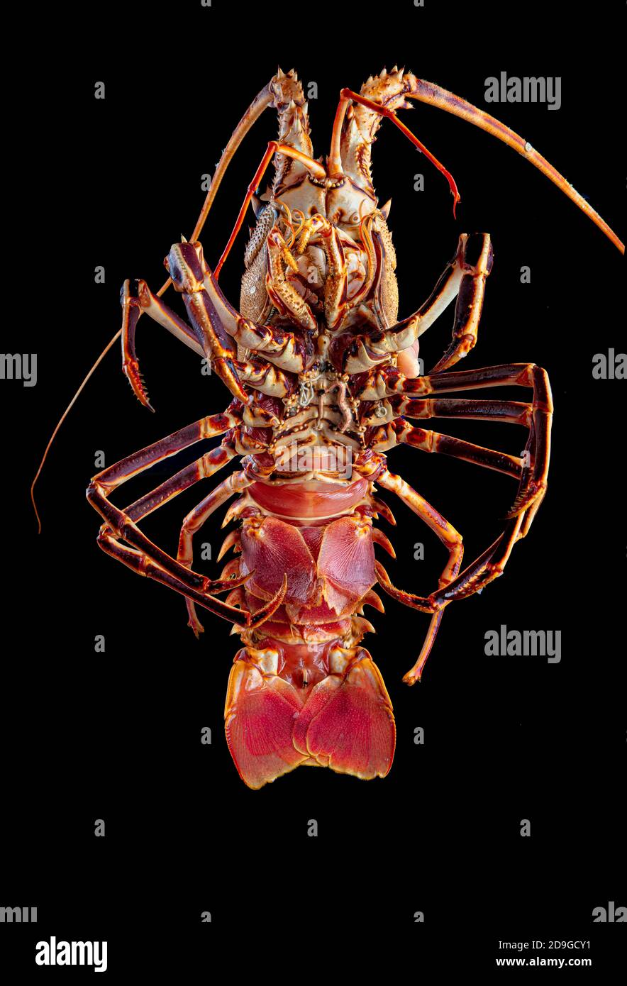 Lobster side view isolated on a black background as fresh seafood or ...