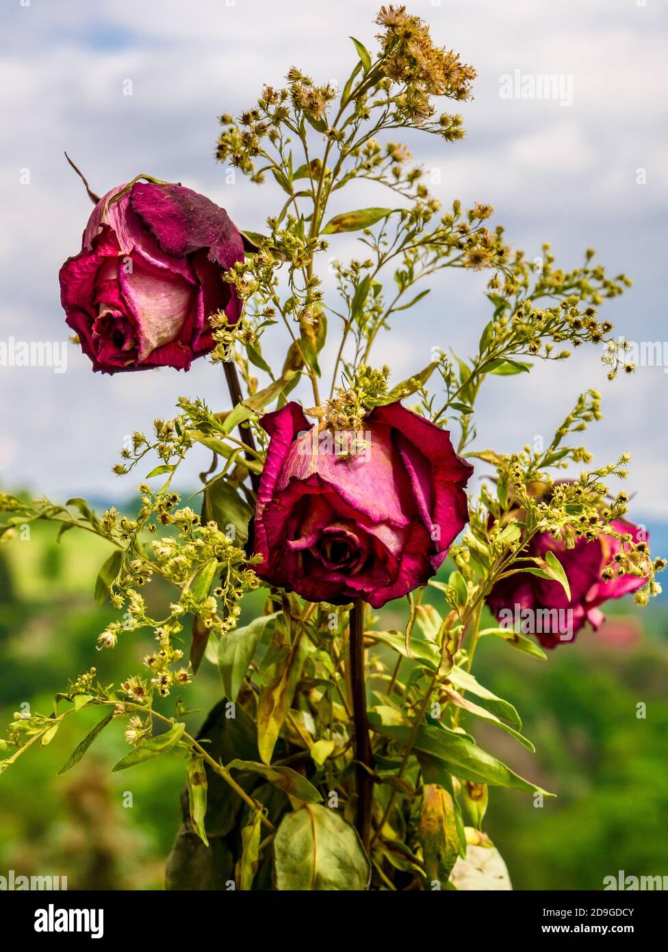 Purple flower border background hi-res stock photography and images - Alamy