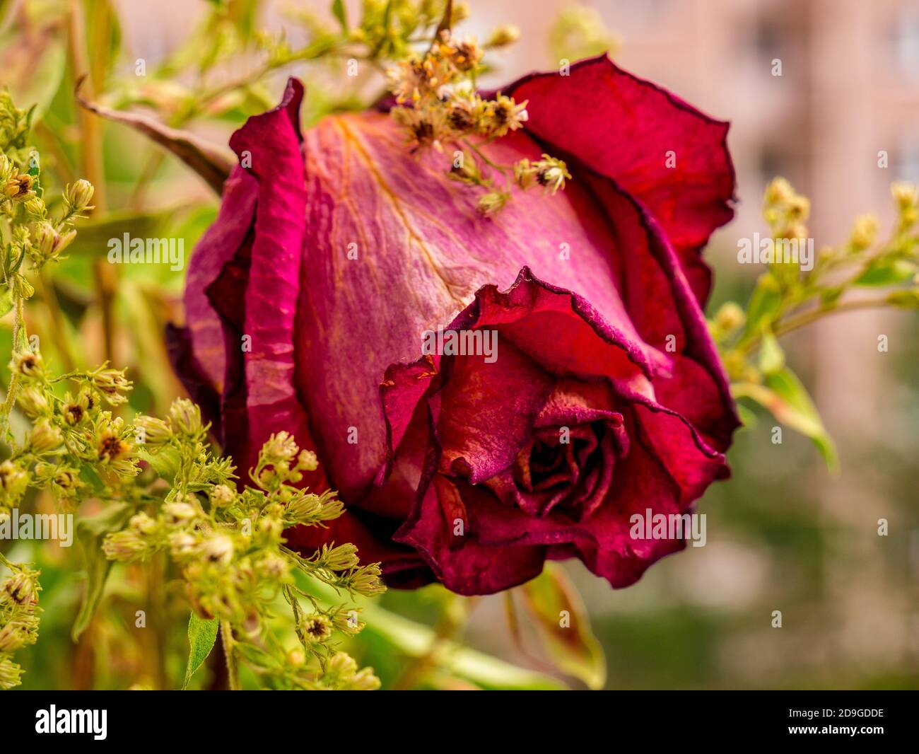 Close up of beautiful old dried purple red rose Stock Photo - Alamy