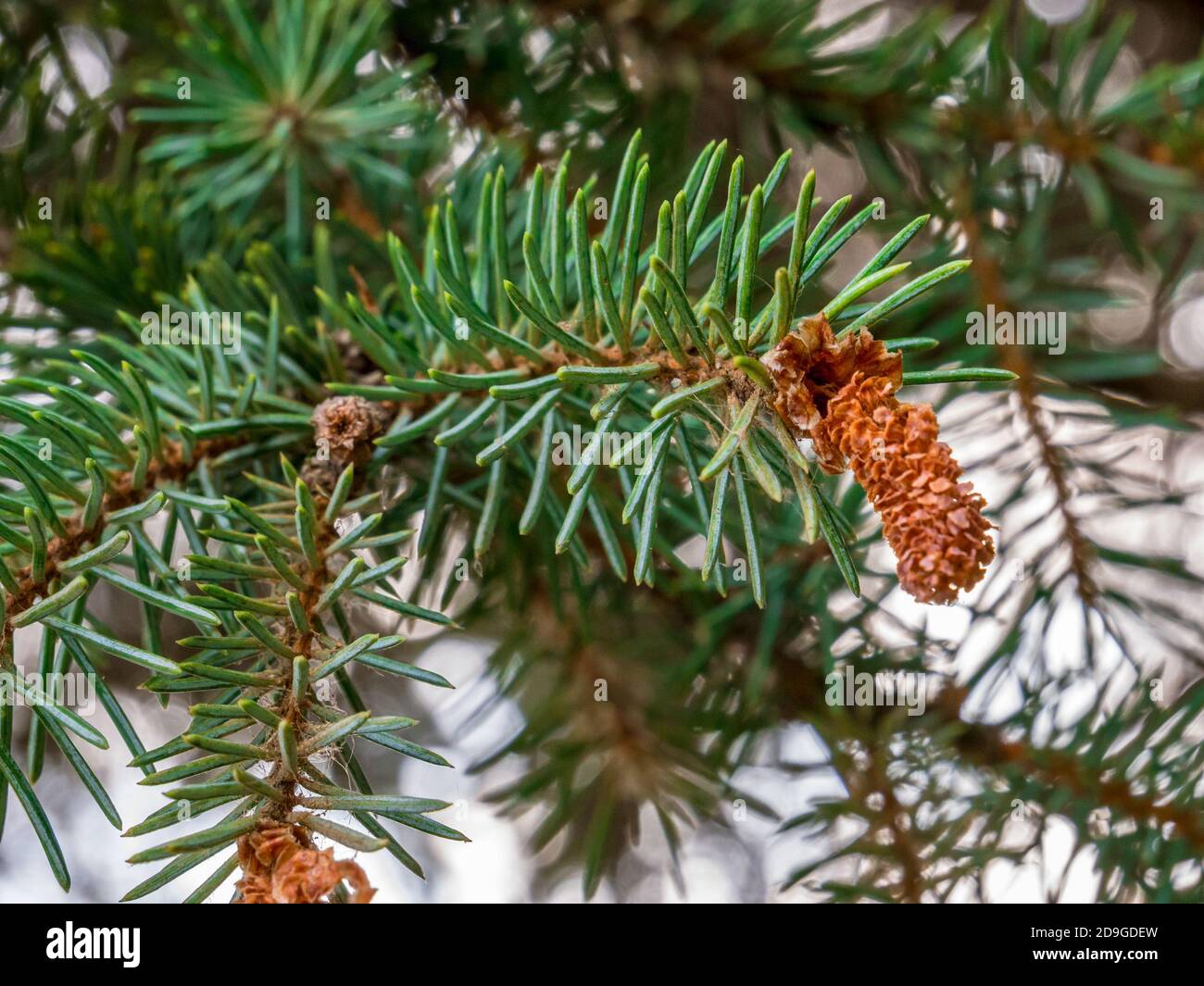 Leaf spruce hi-res stock photography and images - Alamy