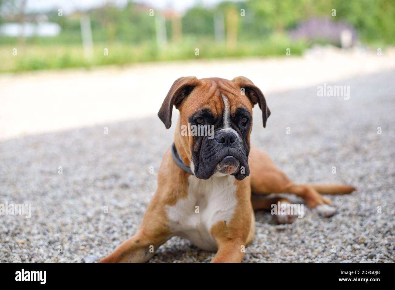 German boxer puppy lying on the ground Stock Photo - Alamy