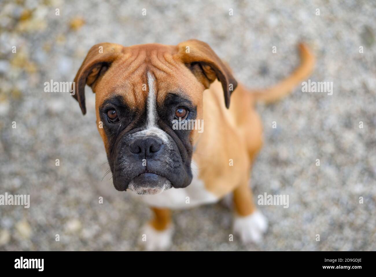 German boxer puppy lying on the ground Stock Photo - Alamy