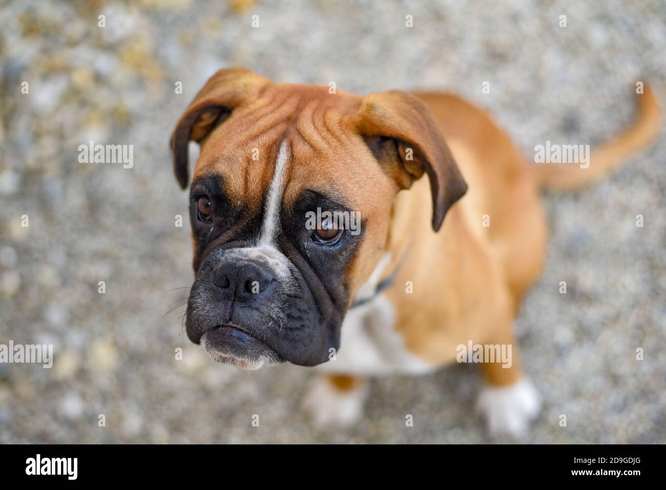 Boxer on the ground hi-res stock photography and images - Alamy