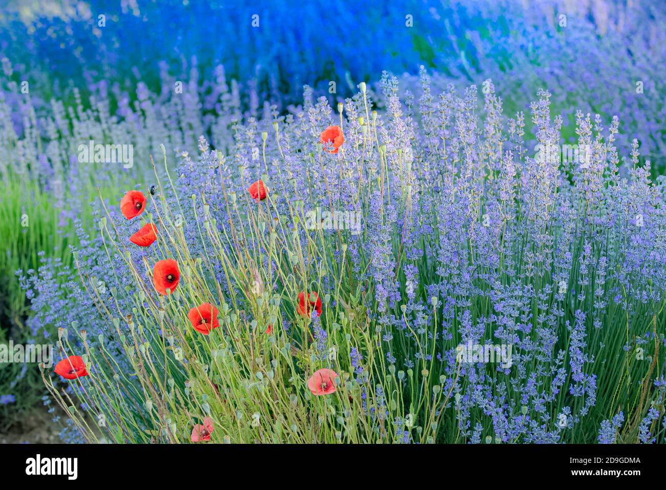 Lavender And Poppies High Resolution Stock Photography and Images - Alamy