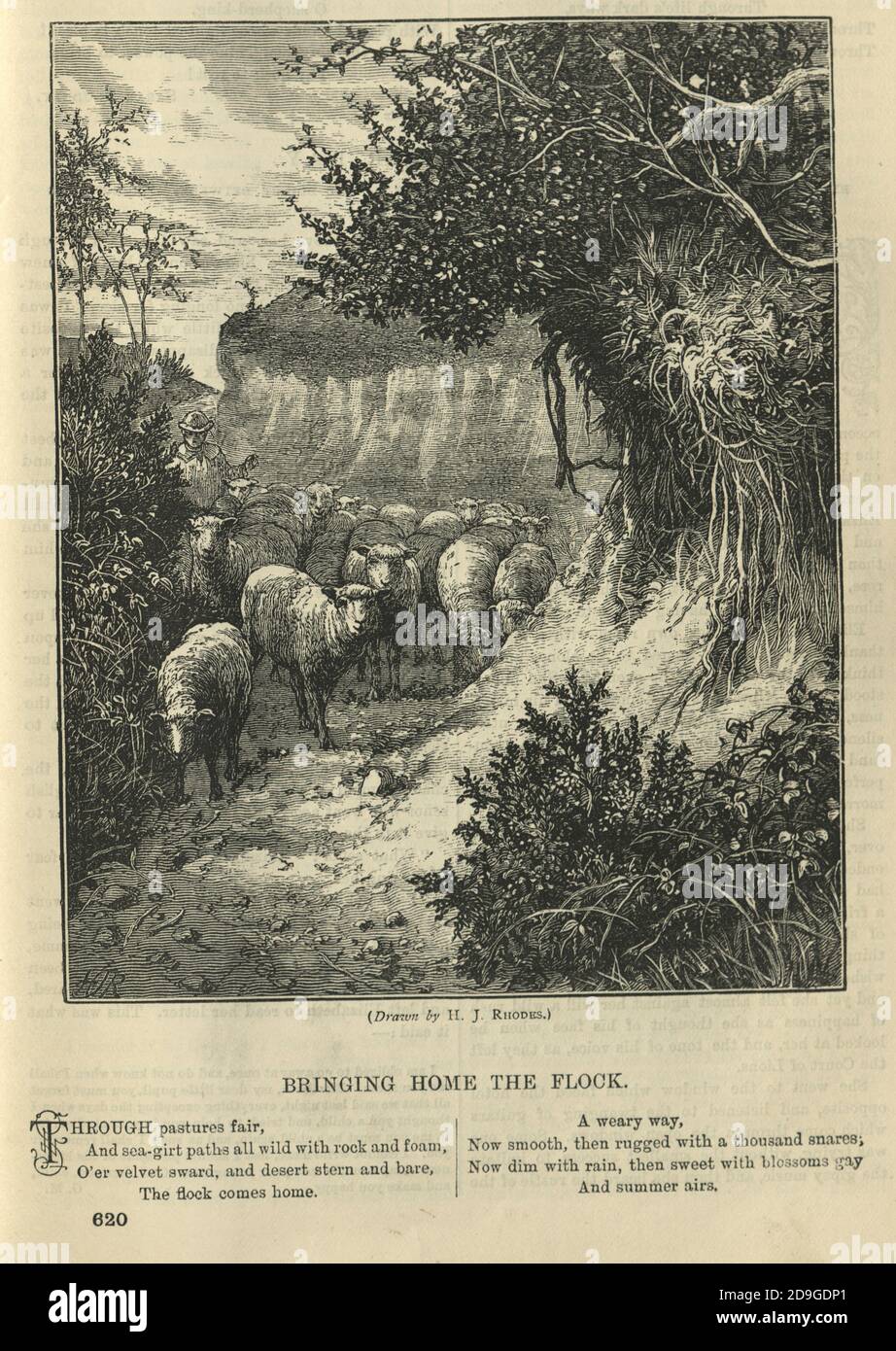 Victorian farm sheep hi-res stock photography and images - Alamy