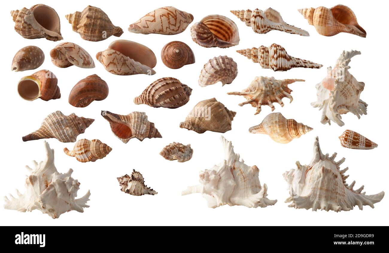 Set collection of different seashells isolated on white background ...