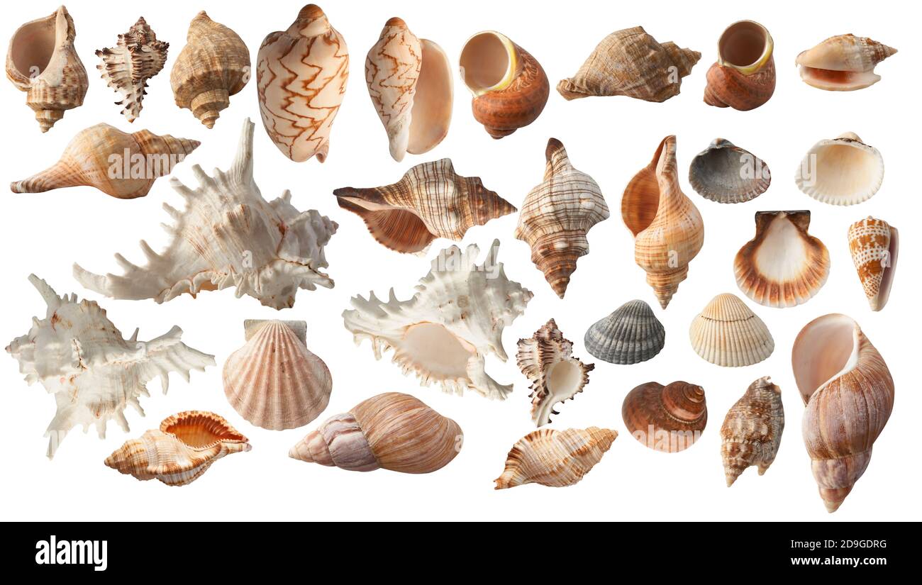 Set collection of different seashells isolated on white background ...