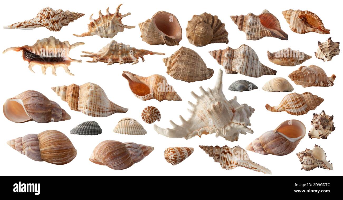Set collection of different seashells isolated on white background ...
