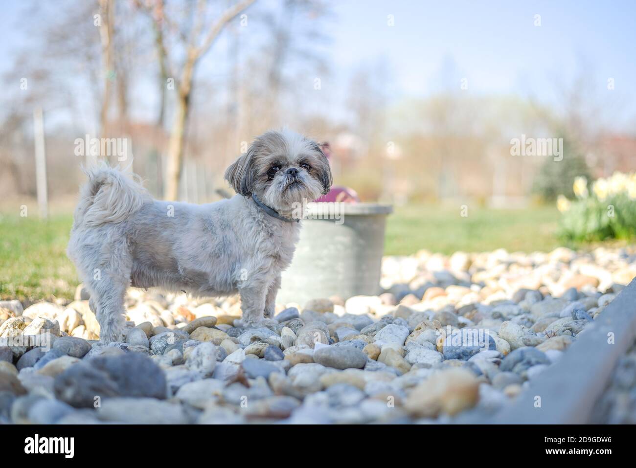 Cute little Shih tzu standing on stones Stock Photo - Alamy