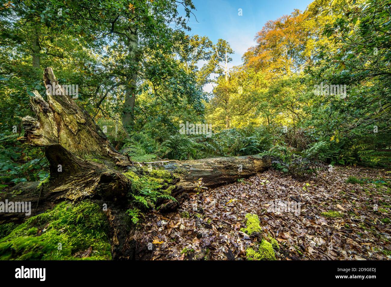 Fallen tree in the middle of the forest surrounded by green shrubs ...
