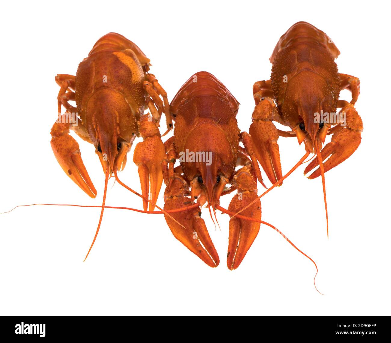 Red Crayfish on a white background in isolation Stock Photo - Alamy