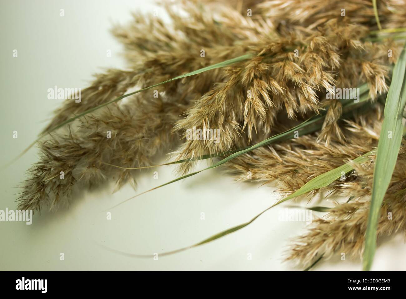 Dry golden fluffy reeds close up in autumn. Bouquet of dry reed in boho ...