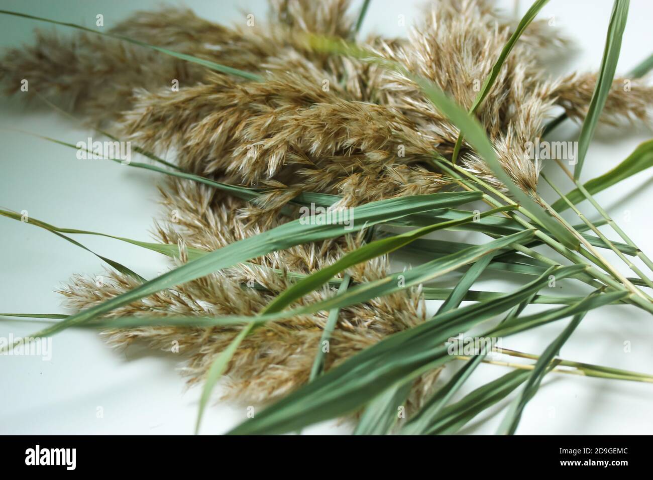 Dry golden fluffy reeds close up in autumn. Bouquet of dry reed in boho ...