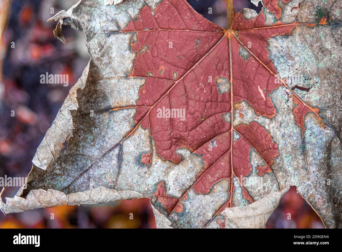 Closeup macro image of a withered leaf in autumn Stock Photo - Alamy