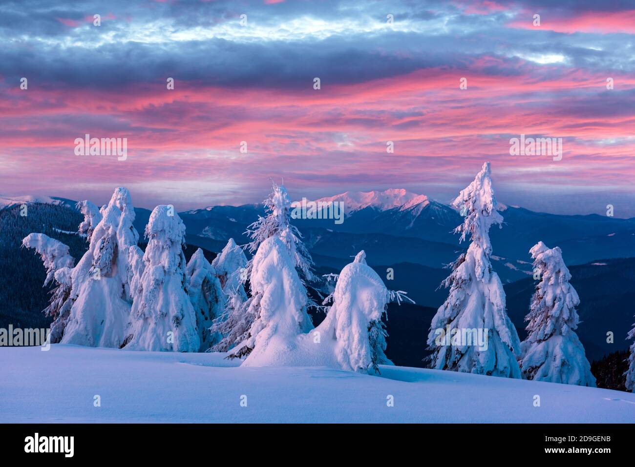 Frozen snowy trees hi-res stock photography and images - Alamy
