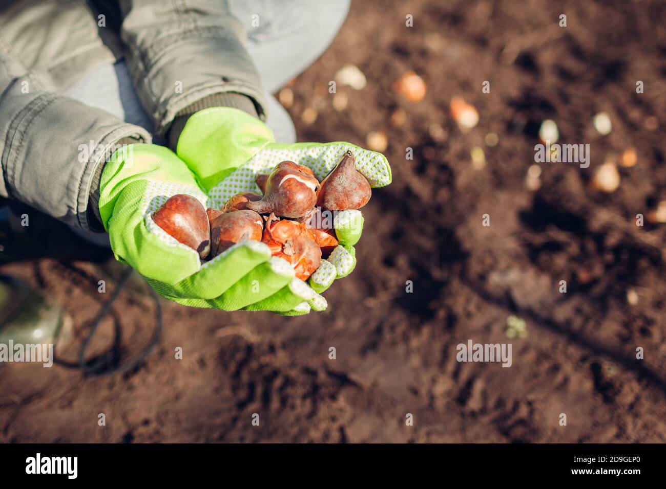 Tulip bulbs fall planting. Woman gardener holding handfull of bulbs ...