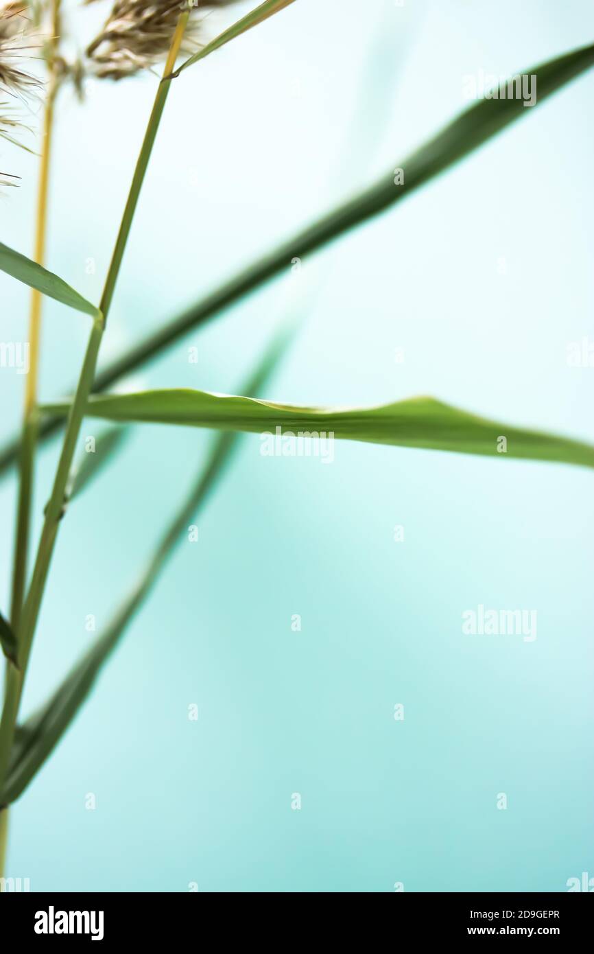 Dry golden fluffy reeds close up in autumn. Bouquet of dry reed in boho ...