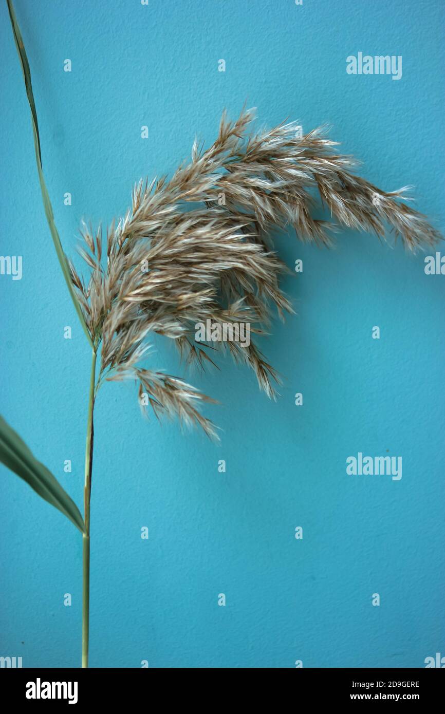 Dry golden fluffy reeds close up in autumn. Bouquet of dry reed in boho ...