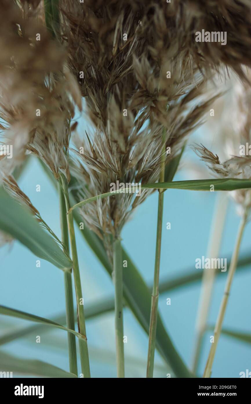 Dry golden fluffy reeds close up in autumn. Bouquet of dry reed in boho ...