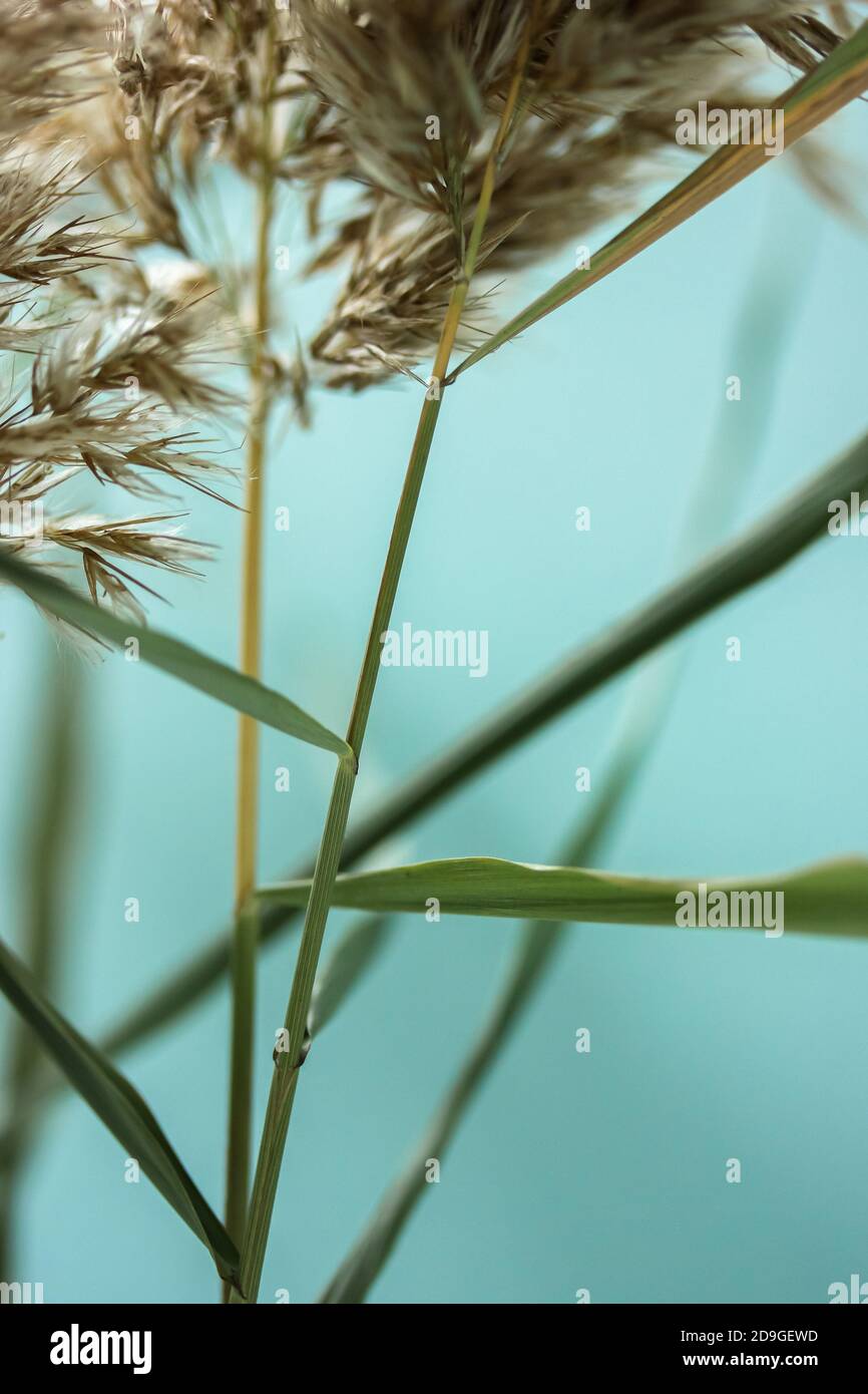 Boho Home Decor High Resolution Stock Photography and Images - Alamy
