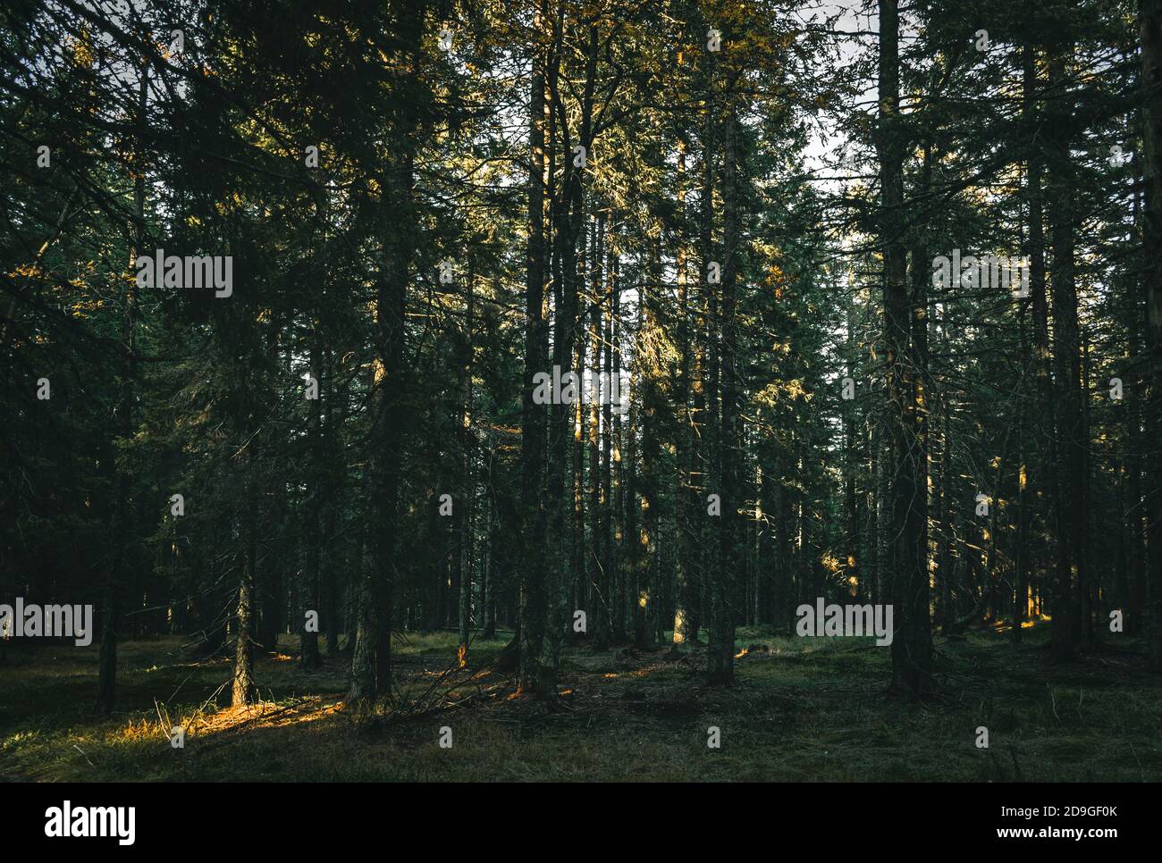 Mysterious green forest with tall trees blocking the sunlight Stock ...