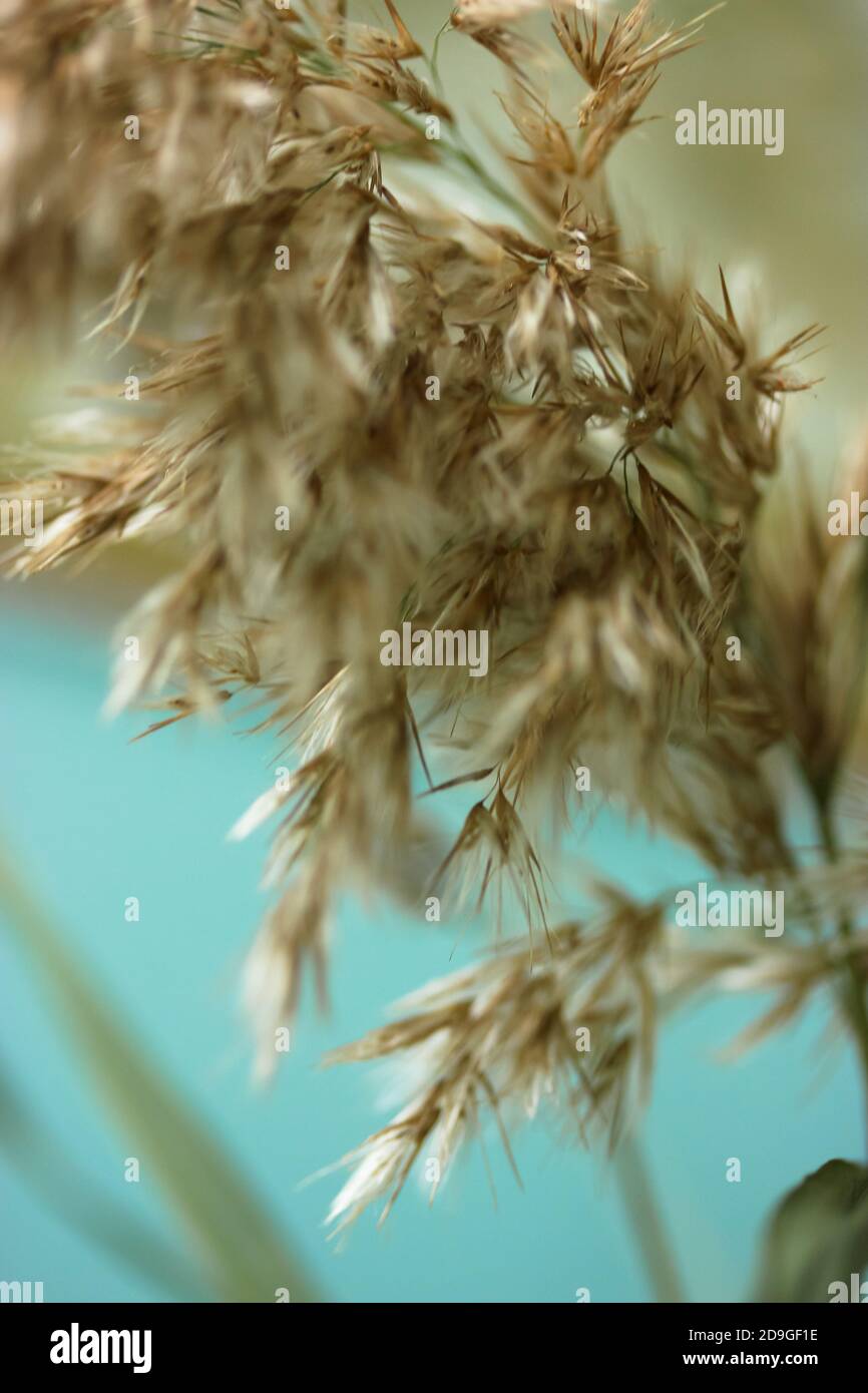 Dry golden fluffy reeds close up in autumn. Bouquet of dry reed in boho ...