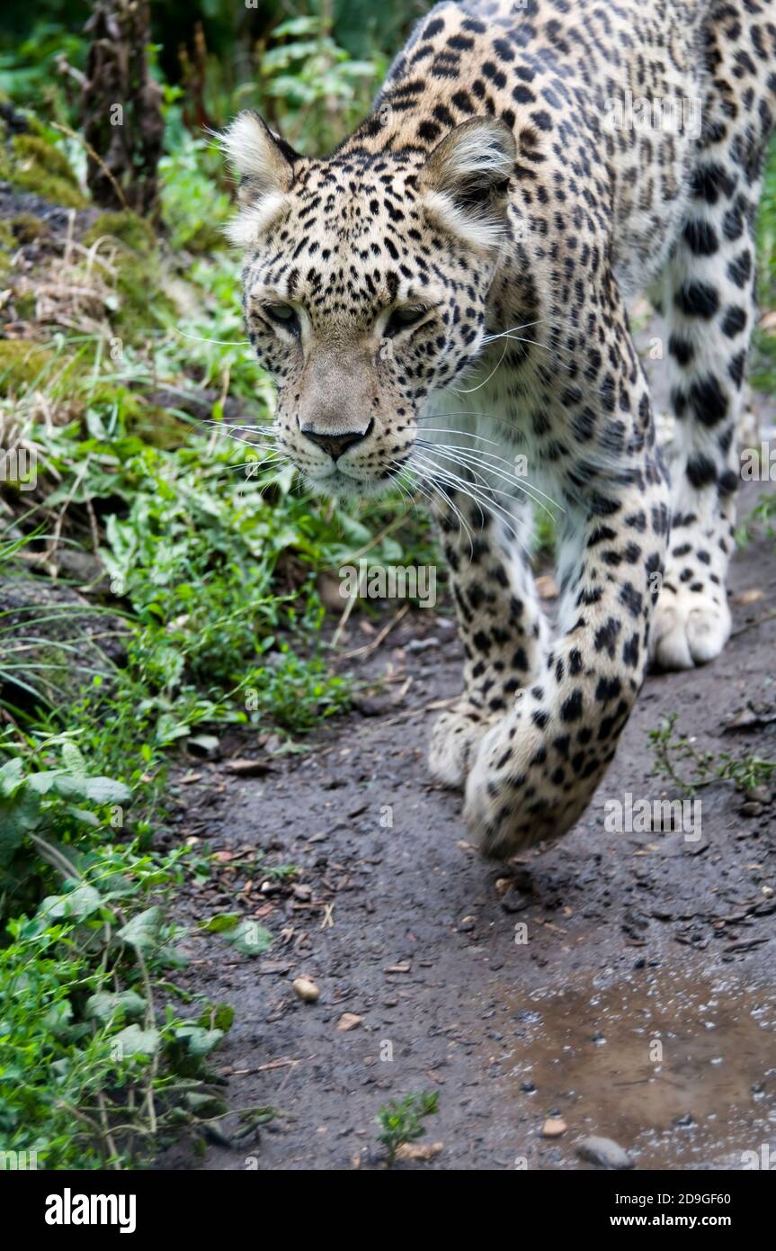 Spotted snow leopard hi-res stock photography and images - Alamy