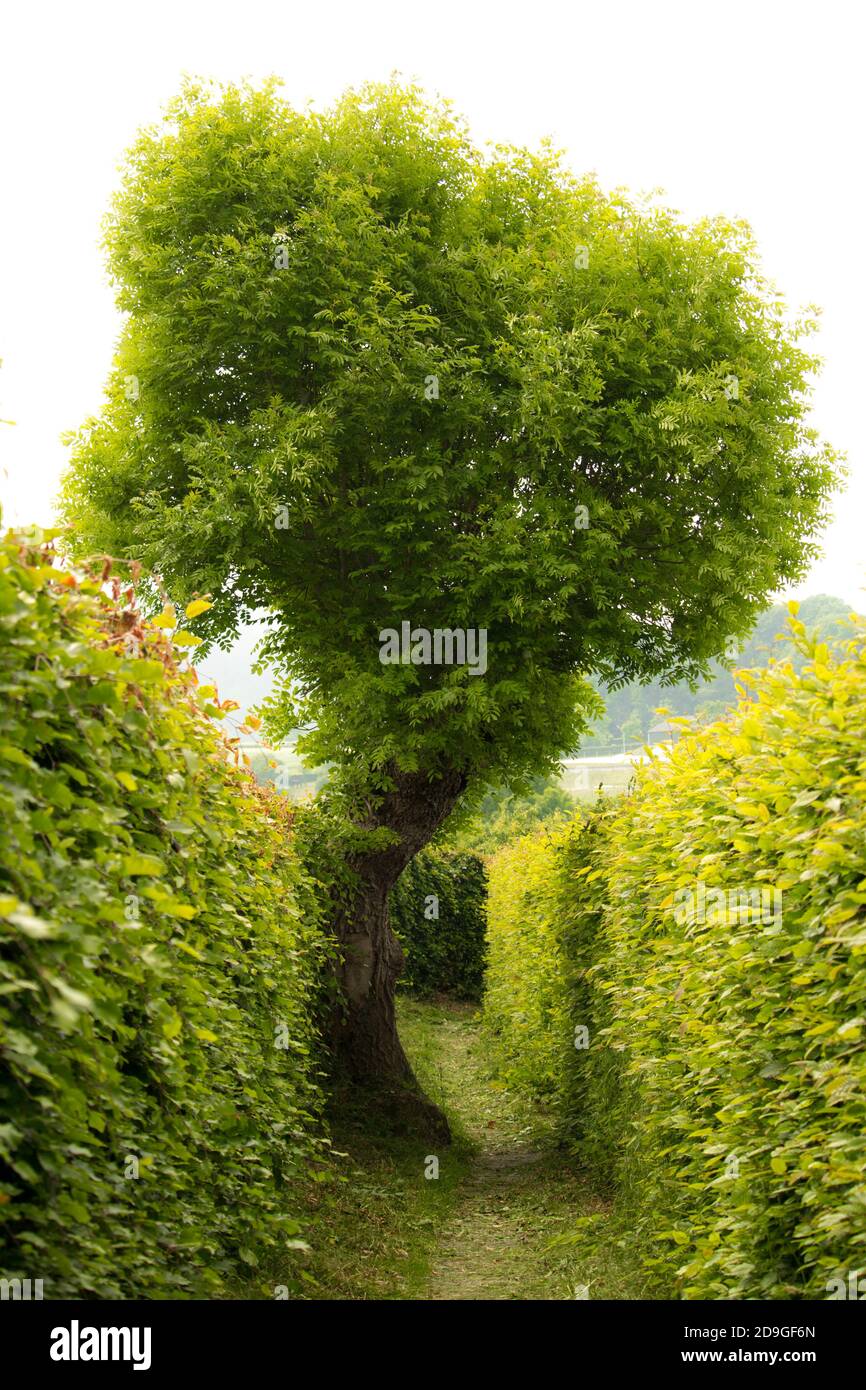 Vertical shot of a green tree surrounded by bushes in the garden Stock ...