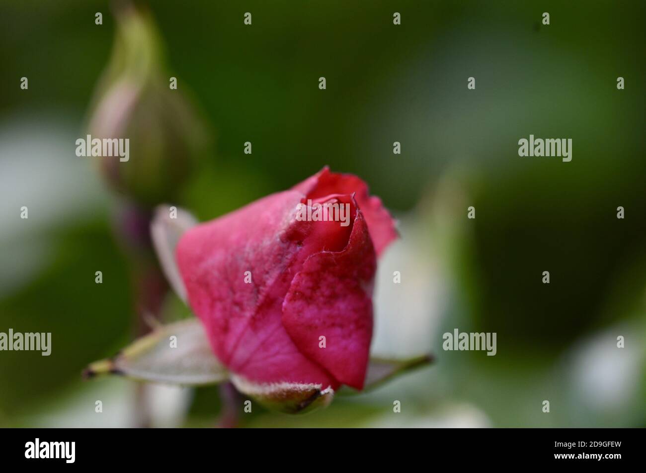 Closeup shot of a closed bud of a pink rose Stock Photo - Alamy