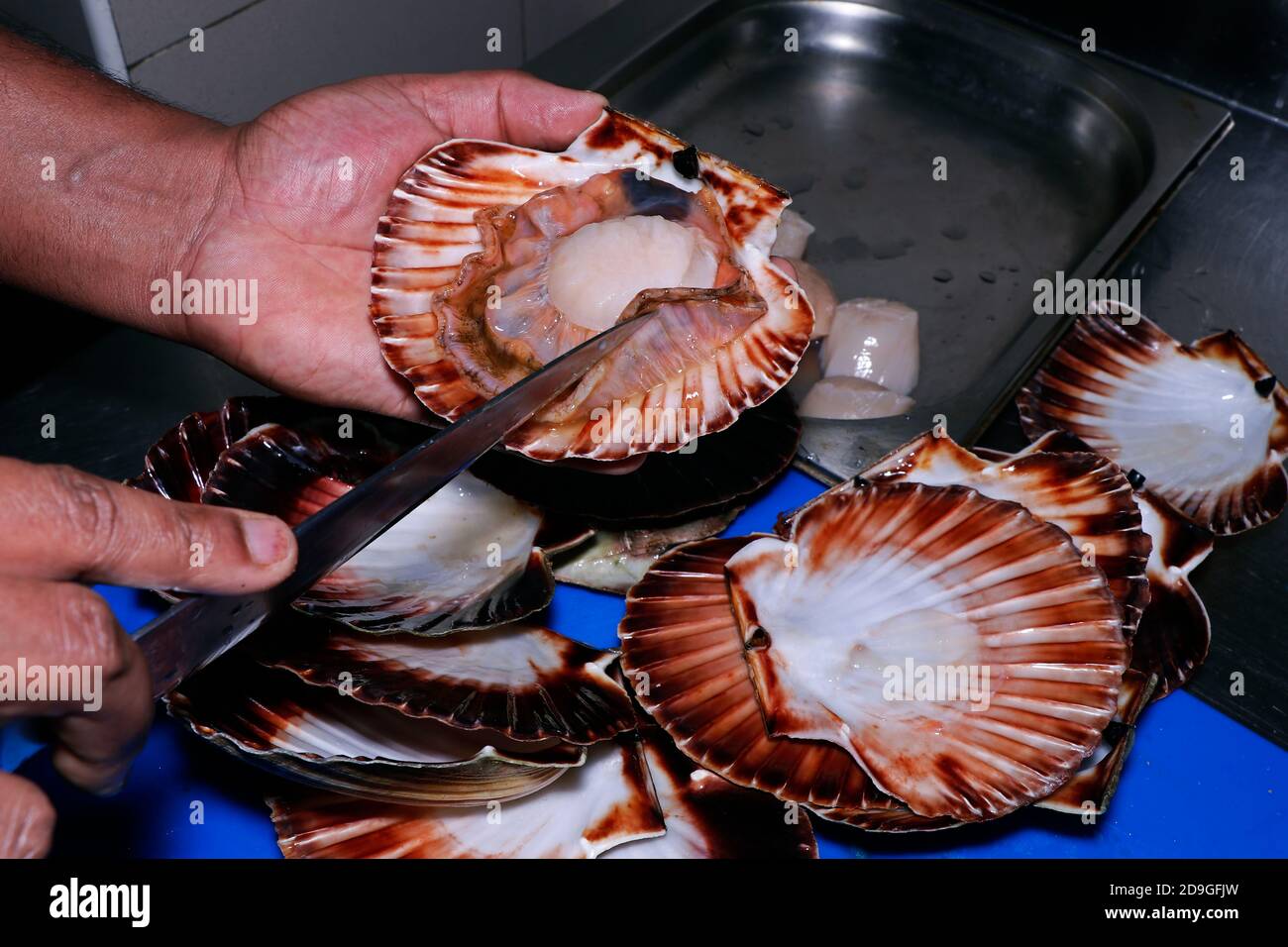 Live Scallops High Resolution Stock Photography and Images - Alamy