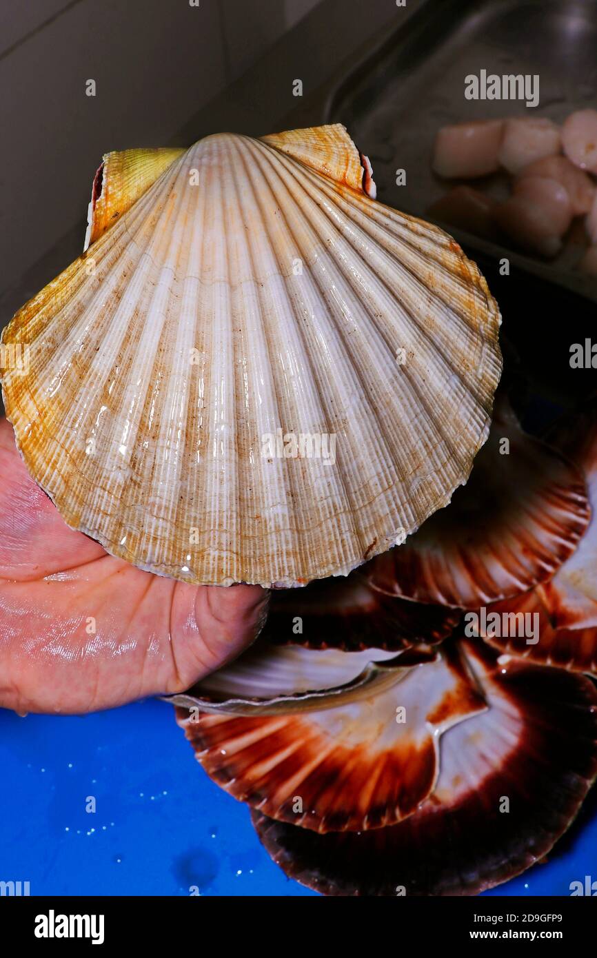 live scallop in a shell, chef preparing in a kitchen Stock Photo - Alamy
