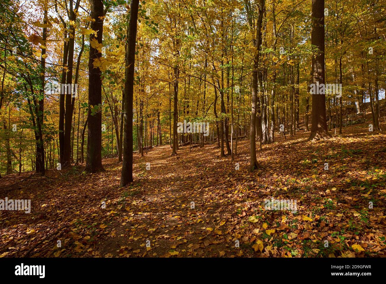 The woods along the Moodna Creek trail. During autumn, peak fall color ...